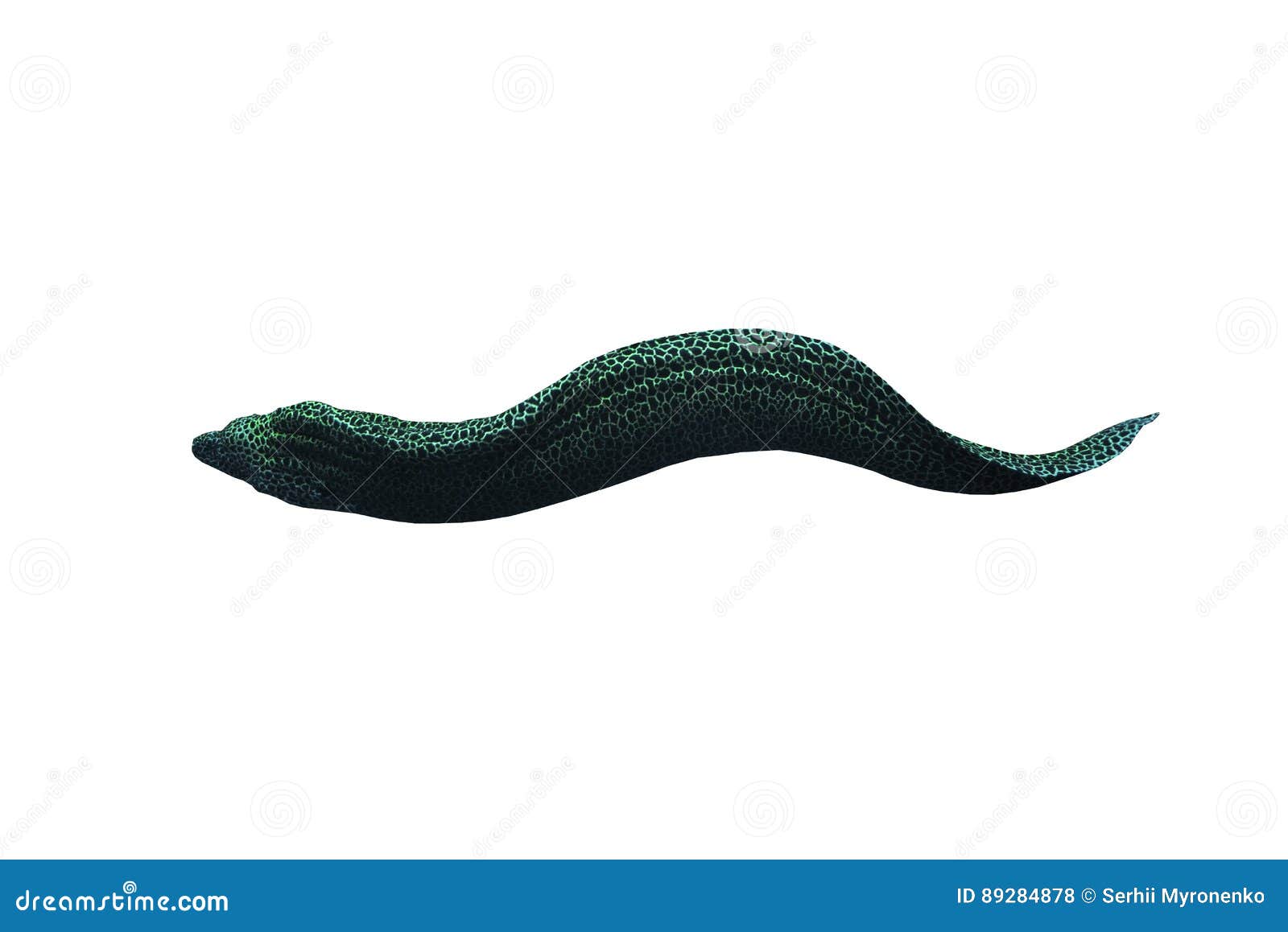 Murena Snake at Blue Ocean Isolated at White Stock Photo - Image of ...