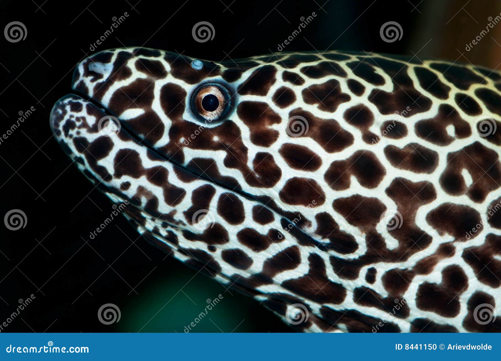 Murene stock photo. Image of antilles, nose, tourism, salt - 8441150