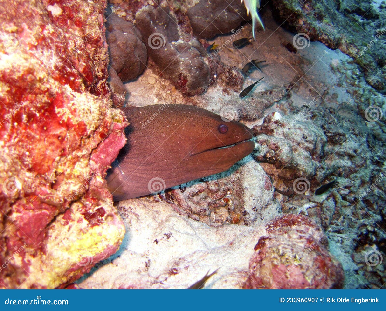 Murene in the coral stock image. Image of holiday, fish - 233960907