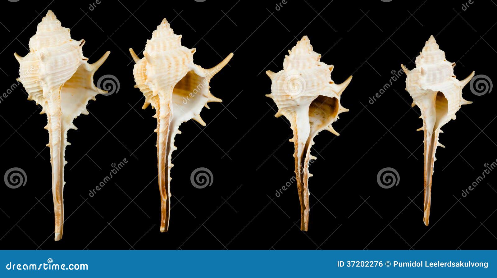 Murex foto de stock. Imagem de marisco, tropical, ecologia - 37202276