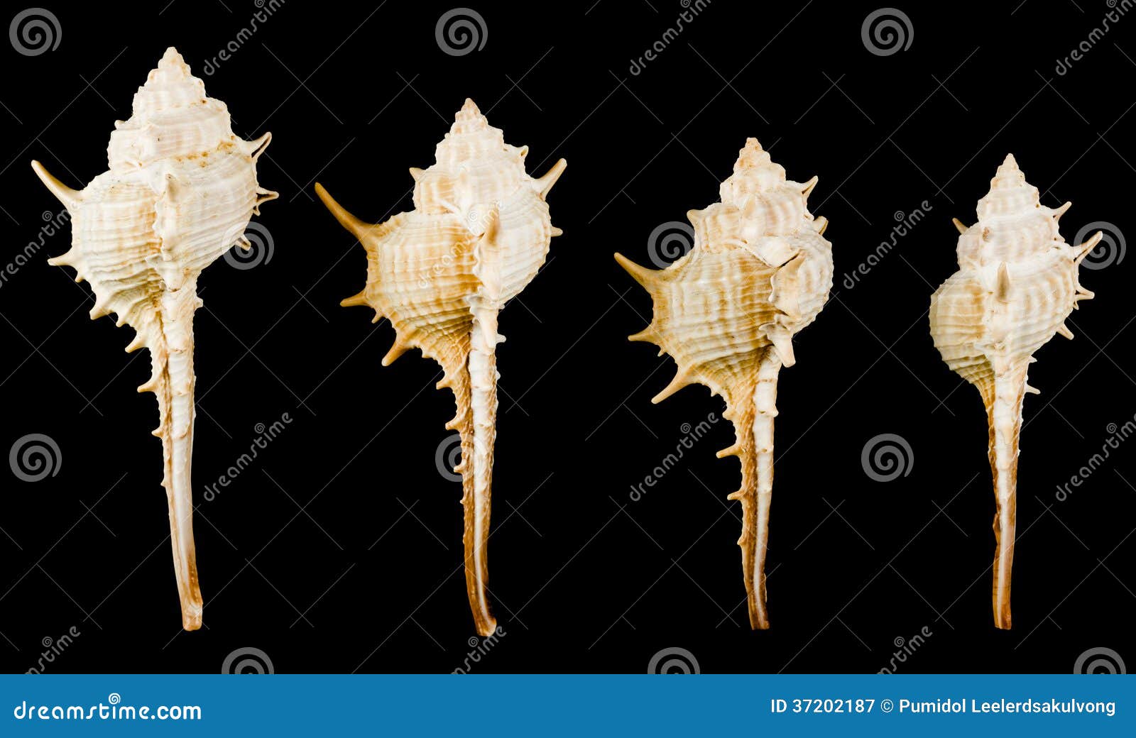 Murex isolated stock image. Image of color, creature - 37202187