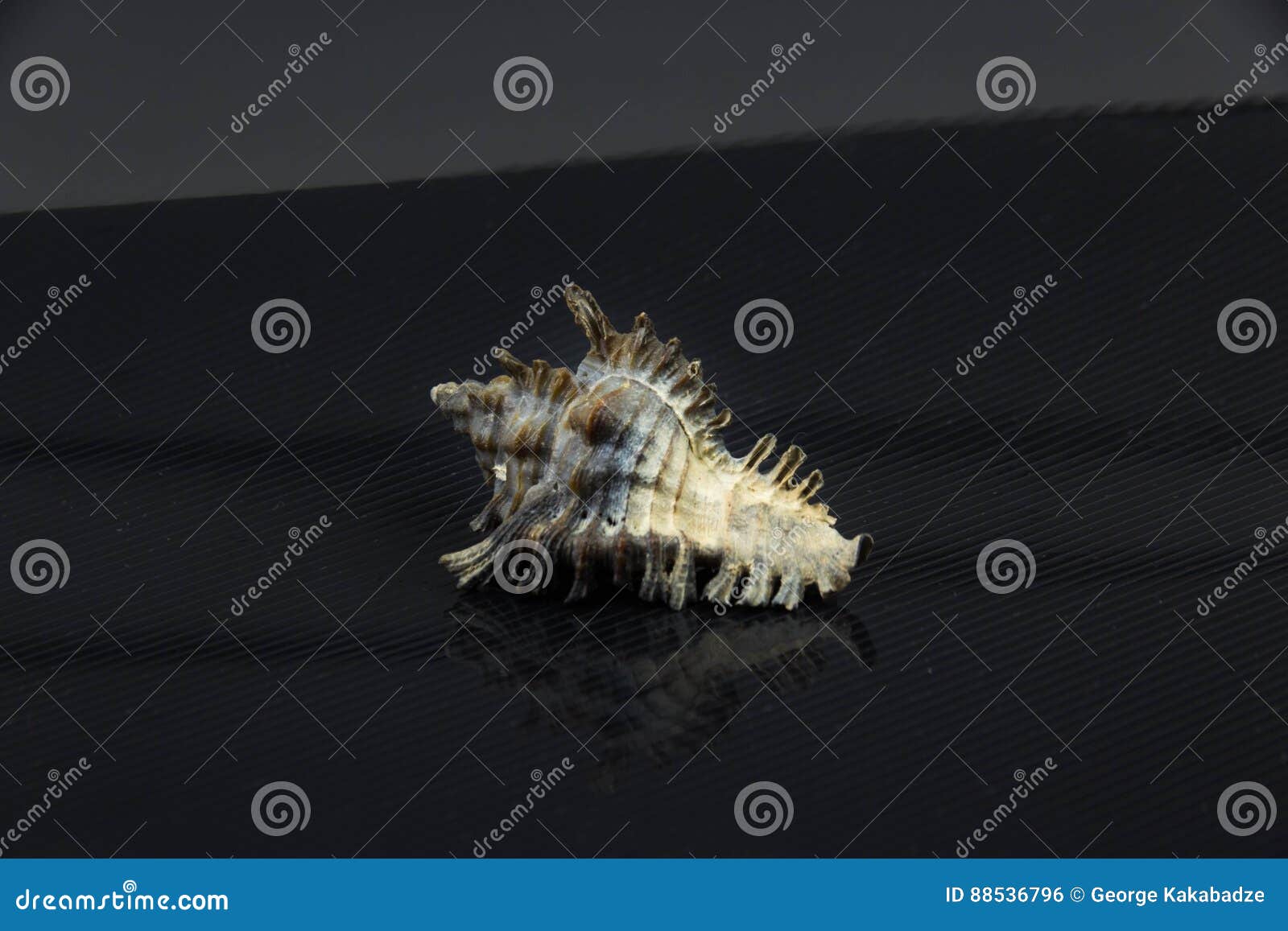 Murex maurus stock photo. Image of purple, maurus, natural - 88536796