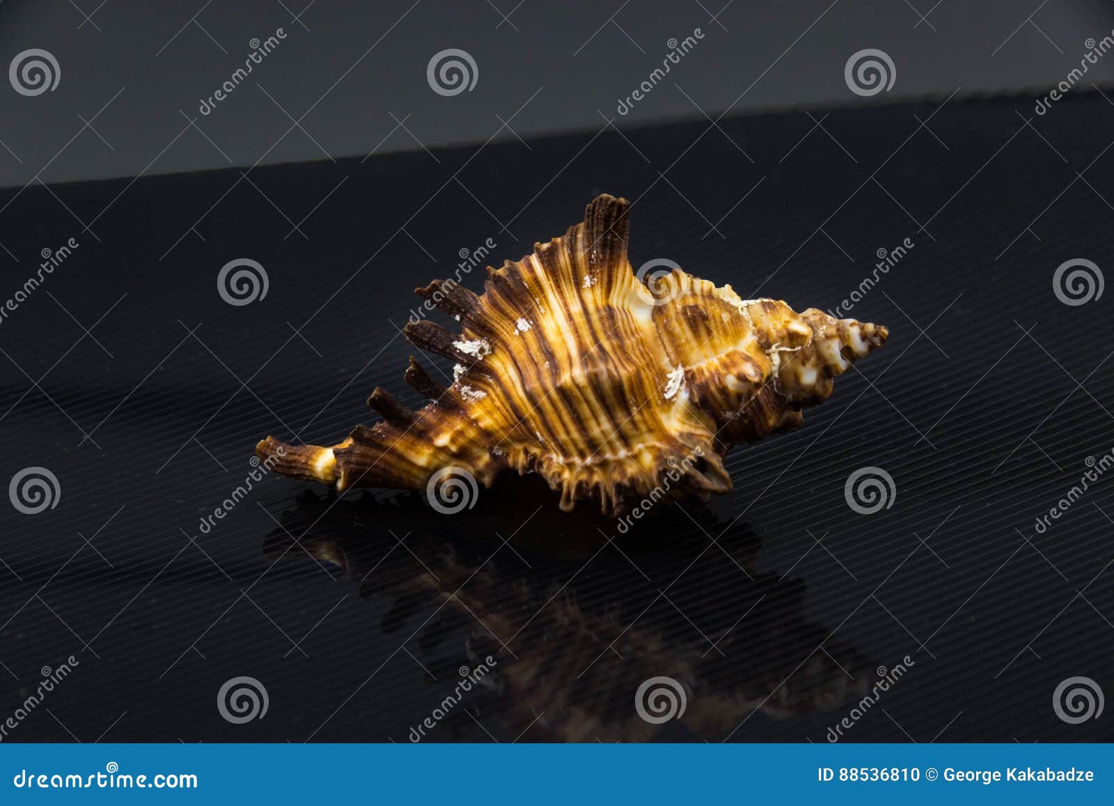 Murex maurus stock photo. Image of blue, maurus, nature - 88536810