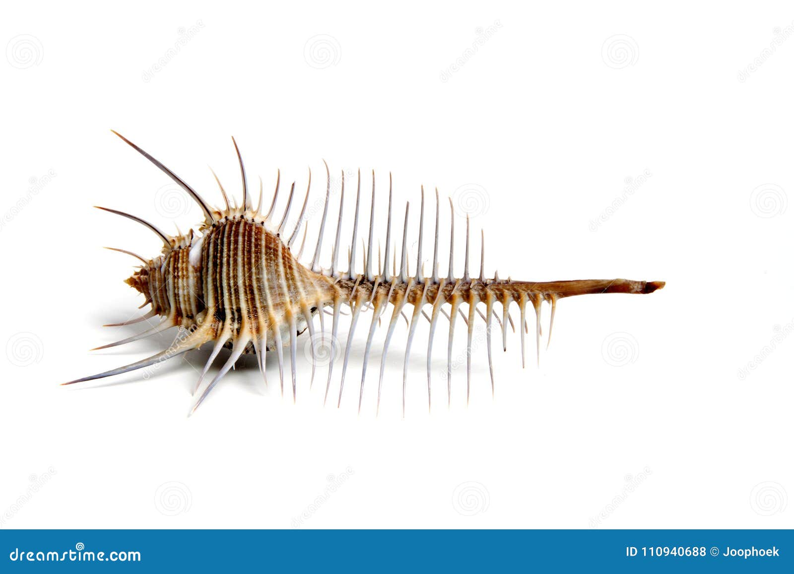 Murex pecten stock photo. Image of closeup, invertebrate - 110940688