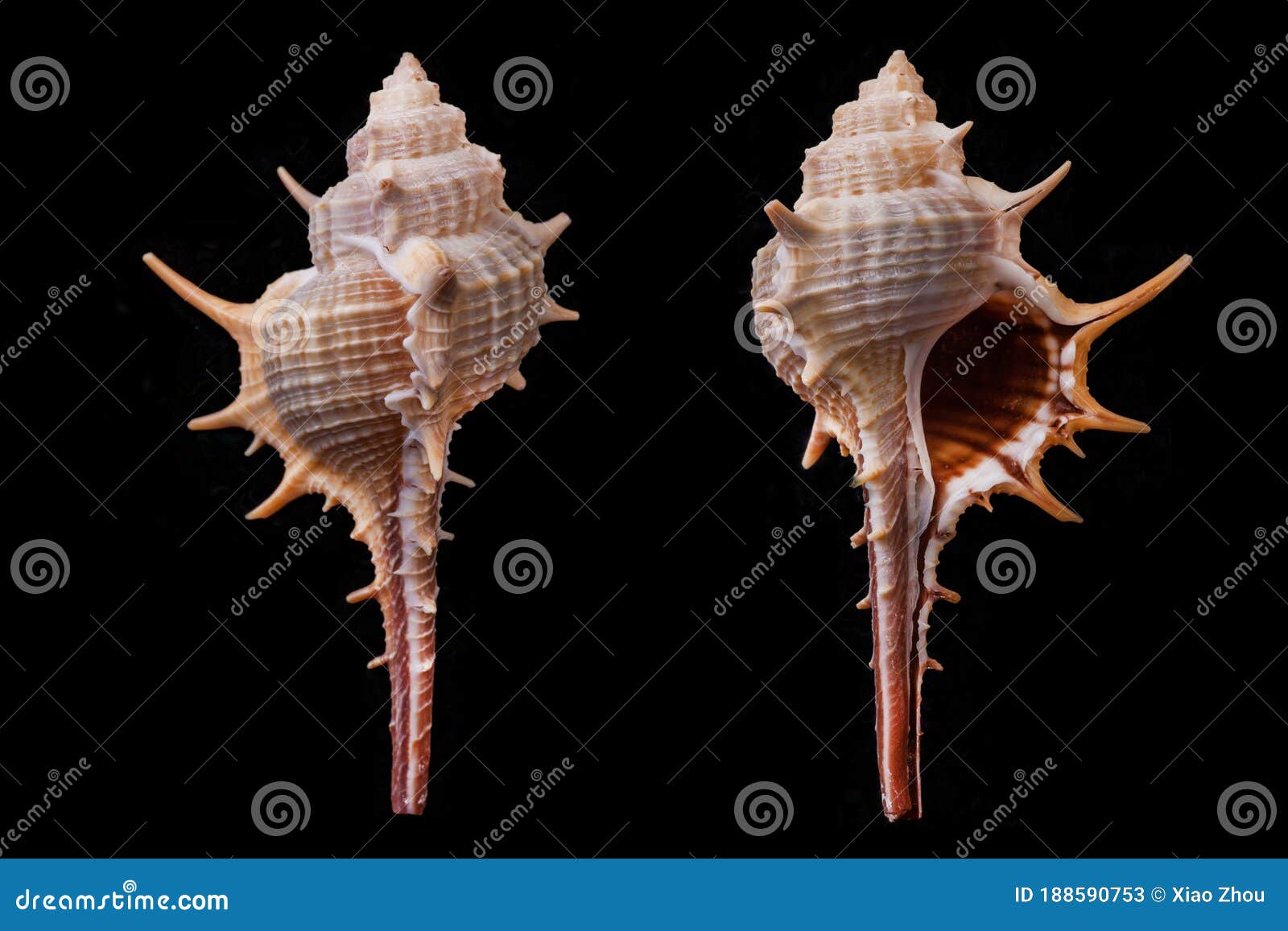 Murex rectirostris stock image. Image of crassicaudus - 188590753