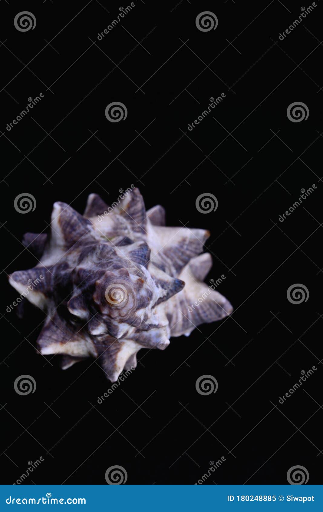 Murex Sea Shell on Black Background Stock Image - Image of ocean, beach ...