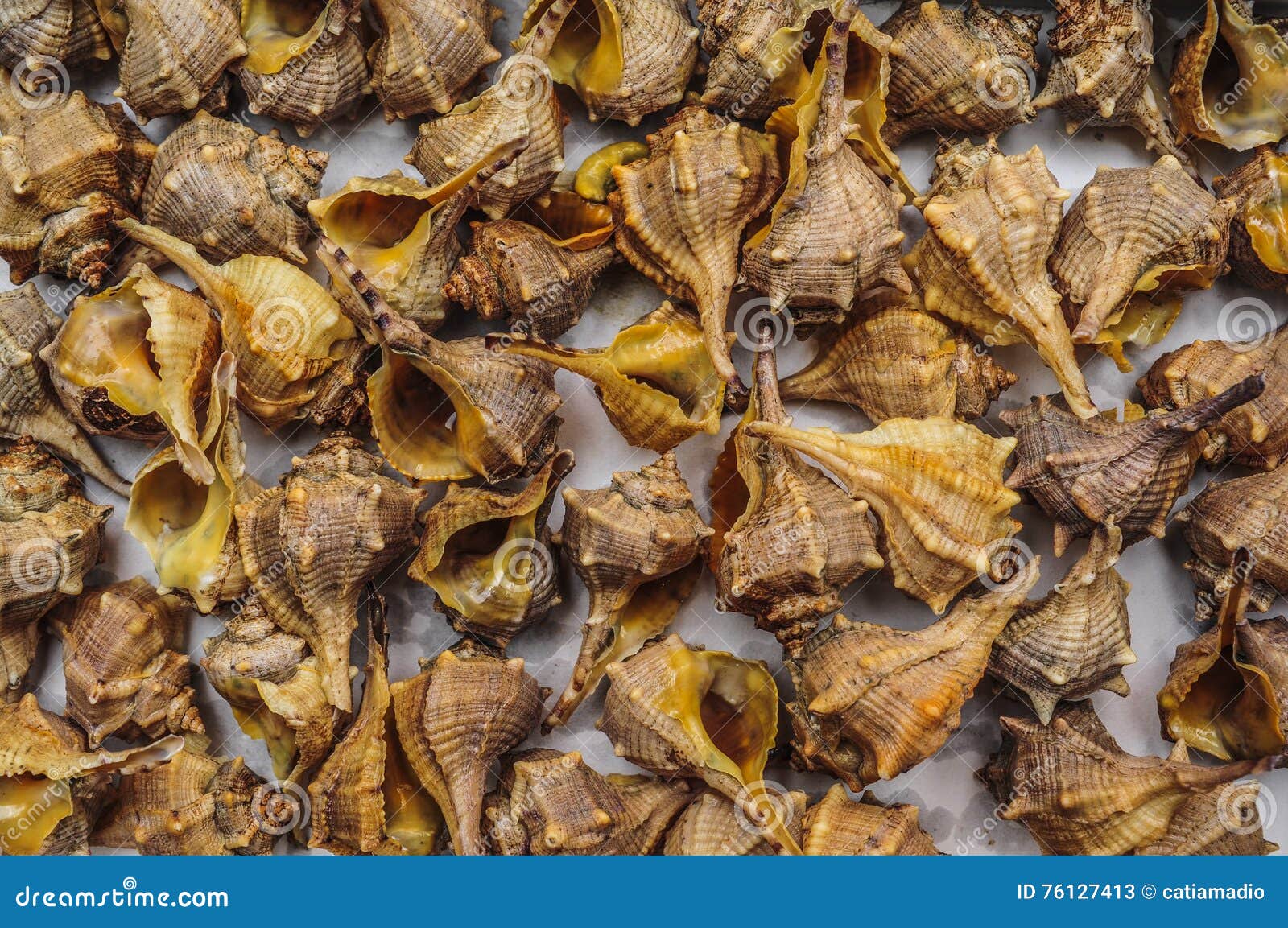 Murex seashell background stock image. Image of shells - 76127413