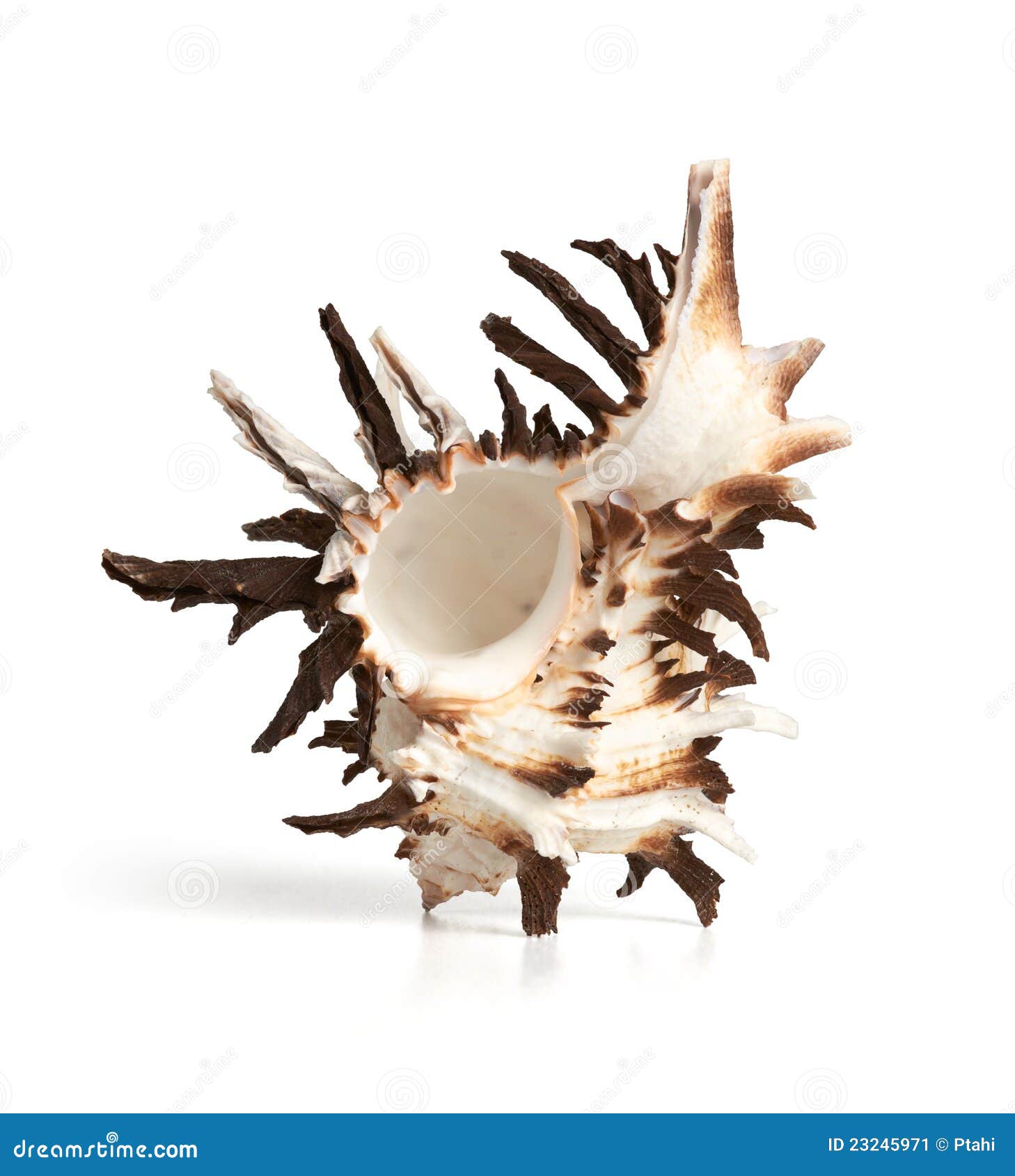 Murex Shell stock image. Image of snail, ocean, mollusk - 23245971