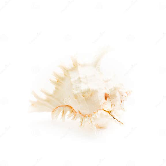 Murex shell stock image. Image of beauty, shell, light - 50339751