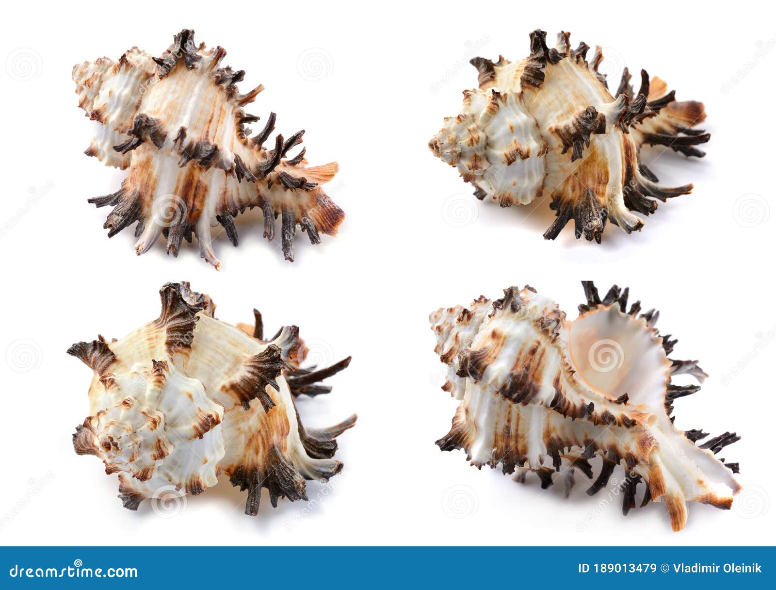 Murex Shell, Different Angles, Close-up, Isolated on White Background ...