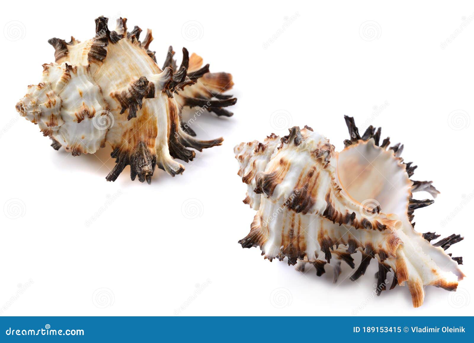 Murex Shell, Different Angles, Close-up, Isolated on White Background ...