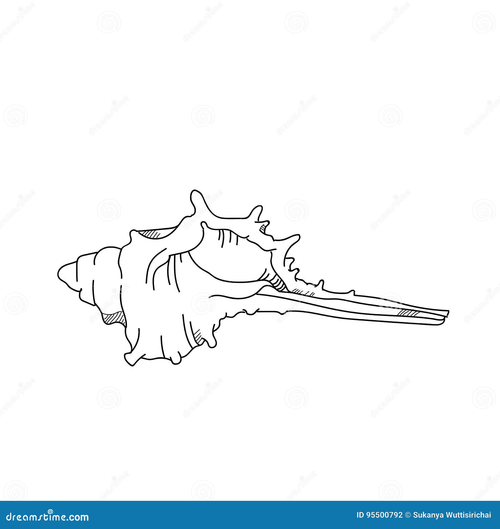 Murex Shell Drawing.Hand Drawn Seashell Illustration Stock Illustration ...