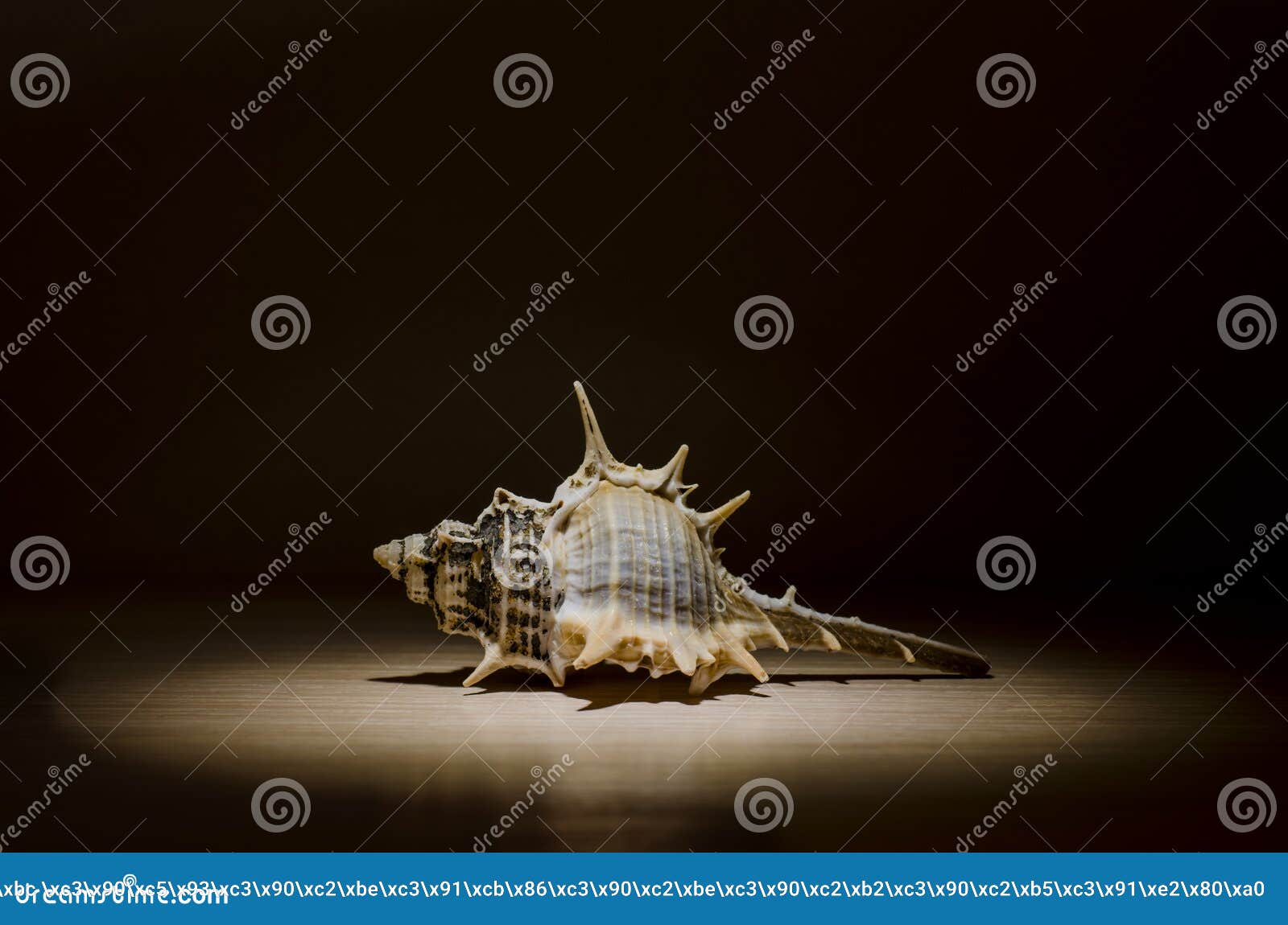 Murex shell Haustellum stock image. Image of decoration - 34096831