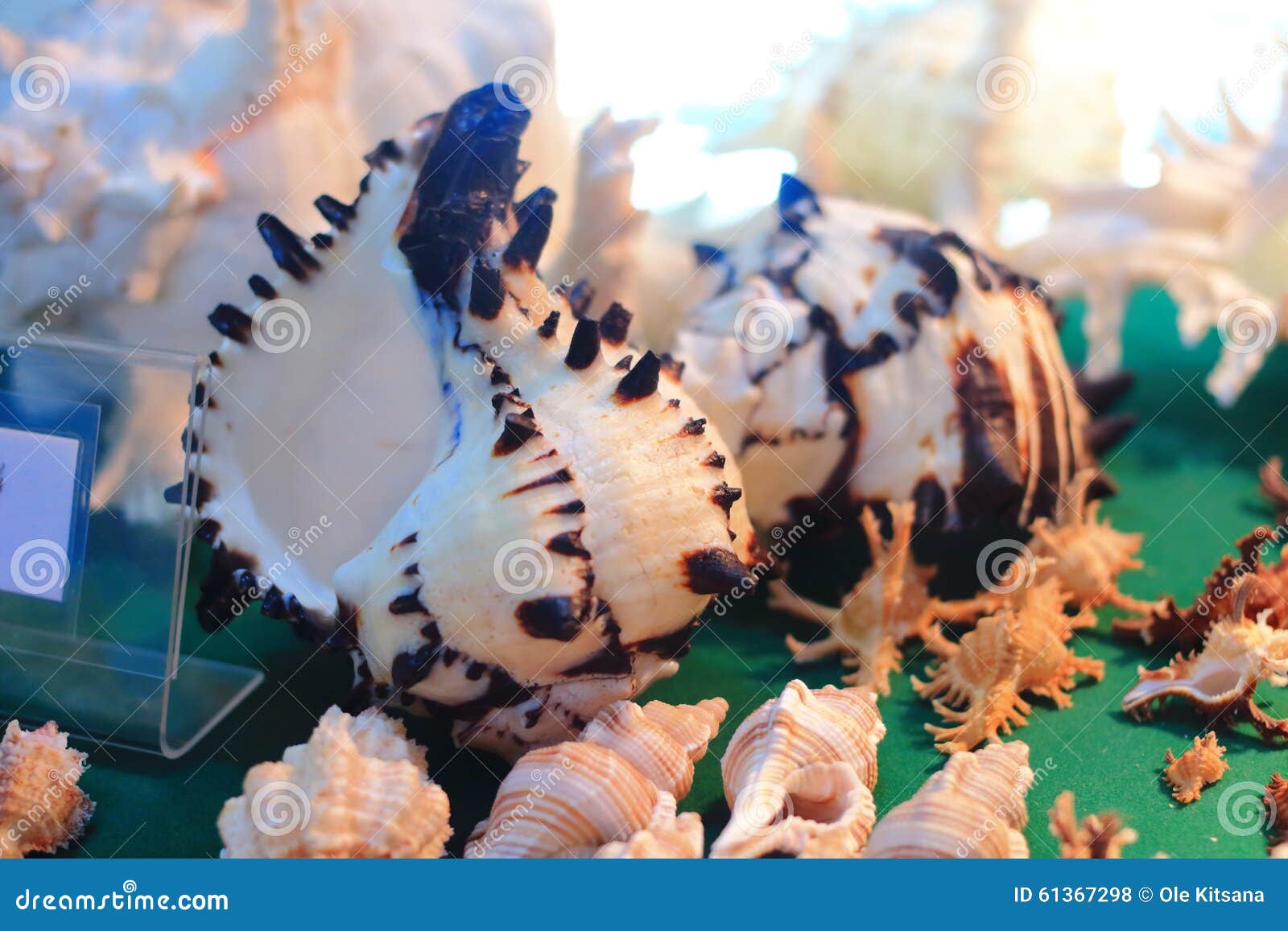 Murex shell stock photo. Image of museum, showing, shell - 61367298