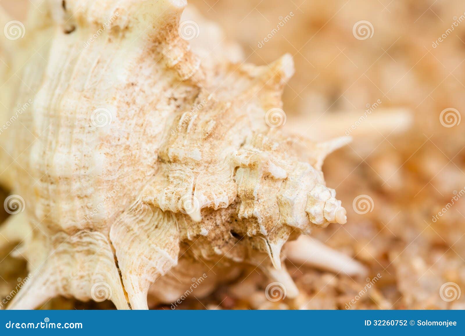 Murex Shell Macro stock photo. Image of mollusk, sand - 32260752