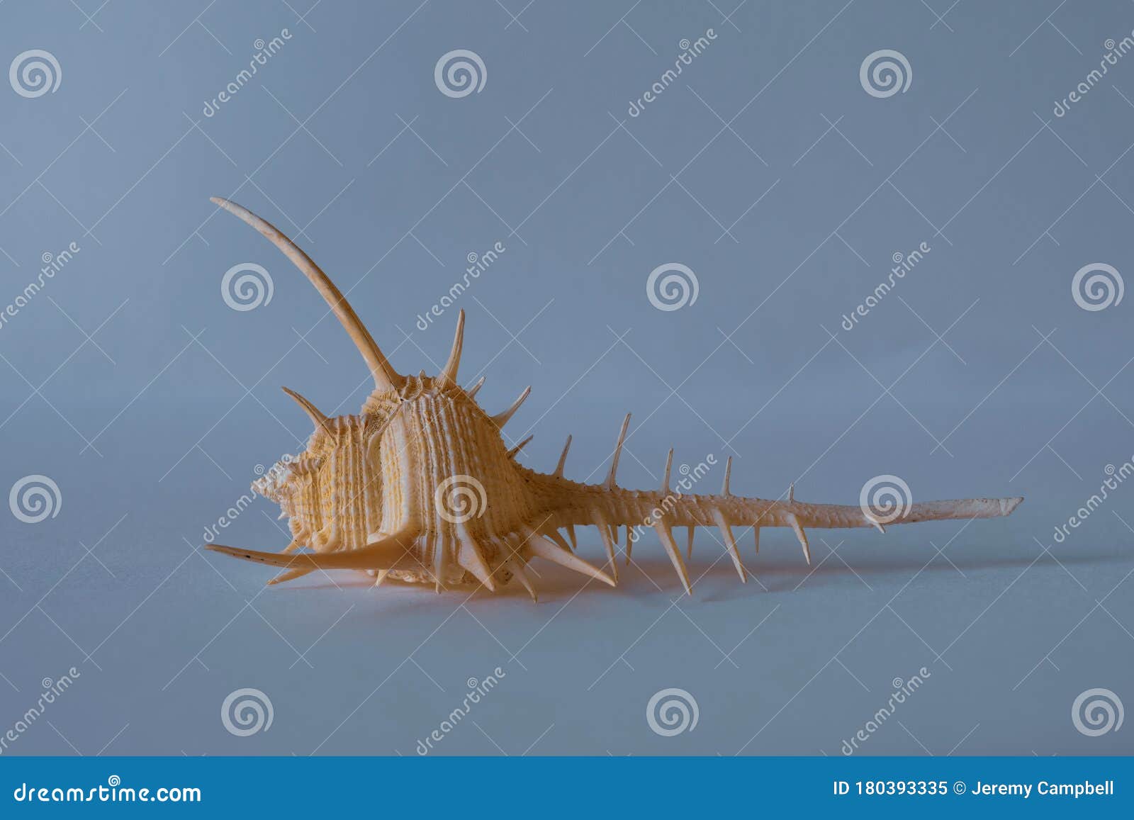 Murex Shell. Muricidae stock image. Image of grand, chiton - 180393335
