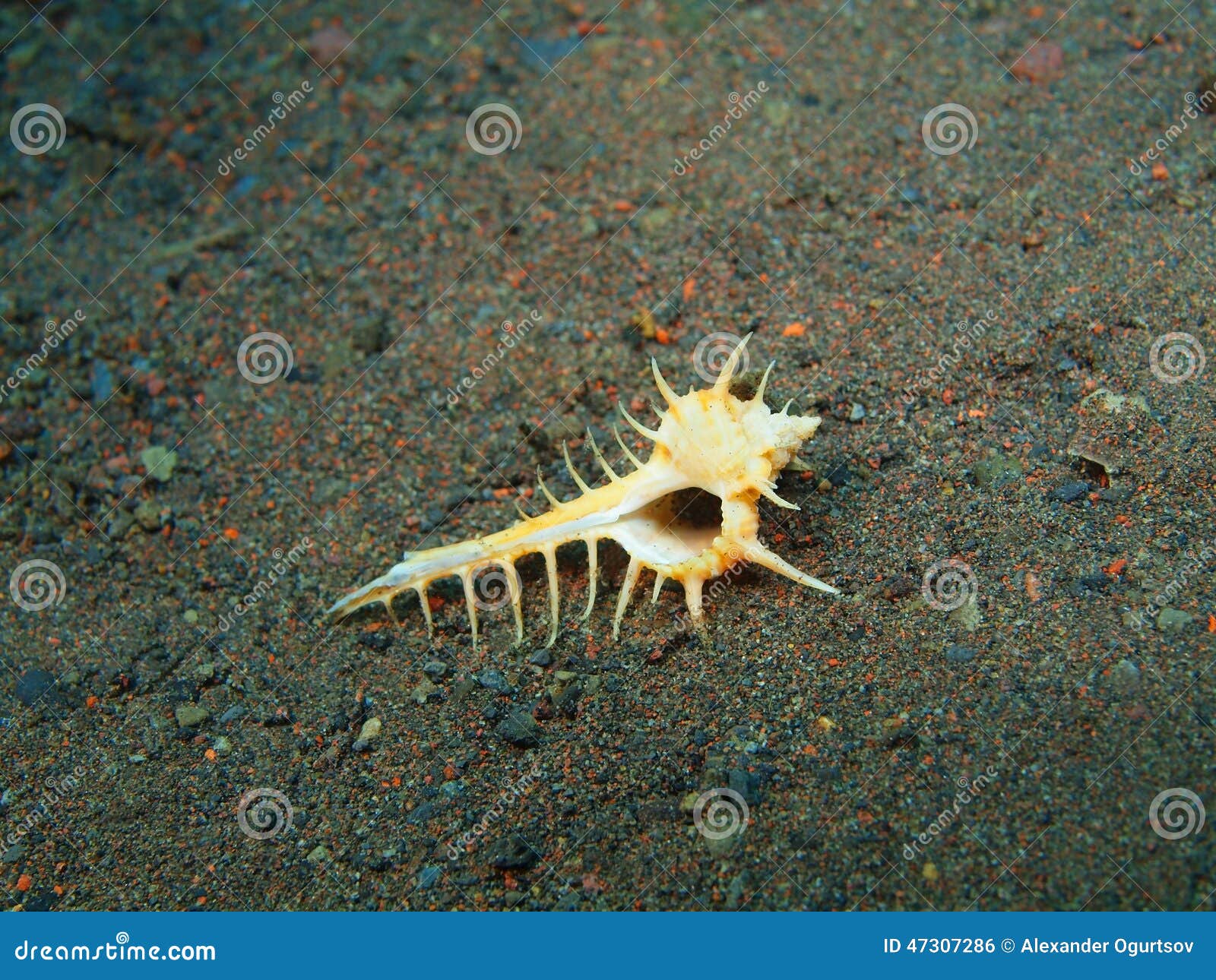 Murex shell stock photo. Image of animal, nature, underwater - 47307286