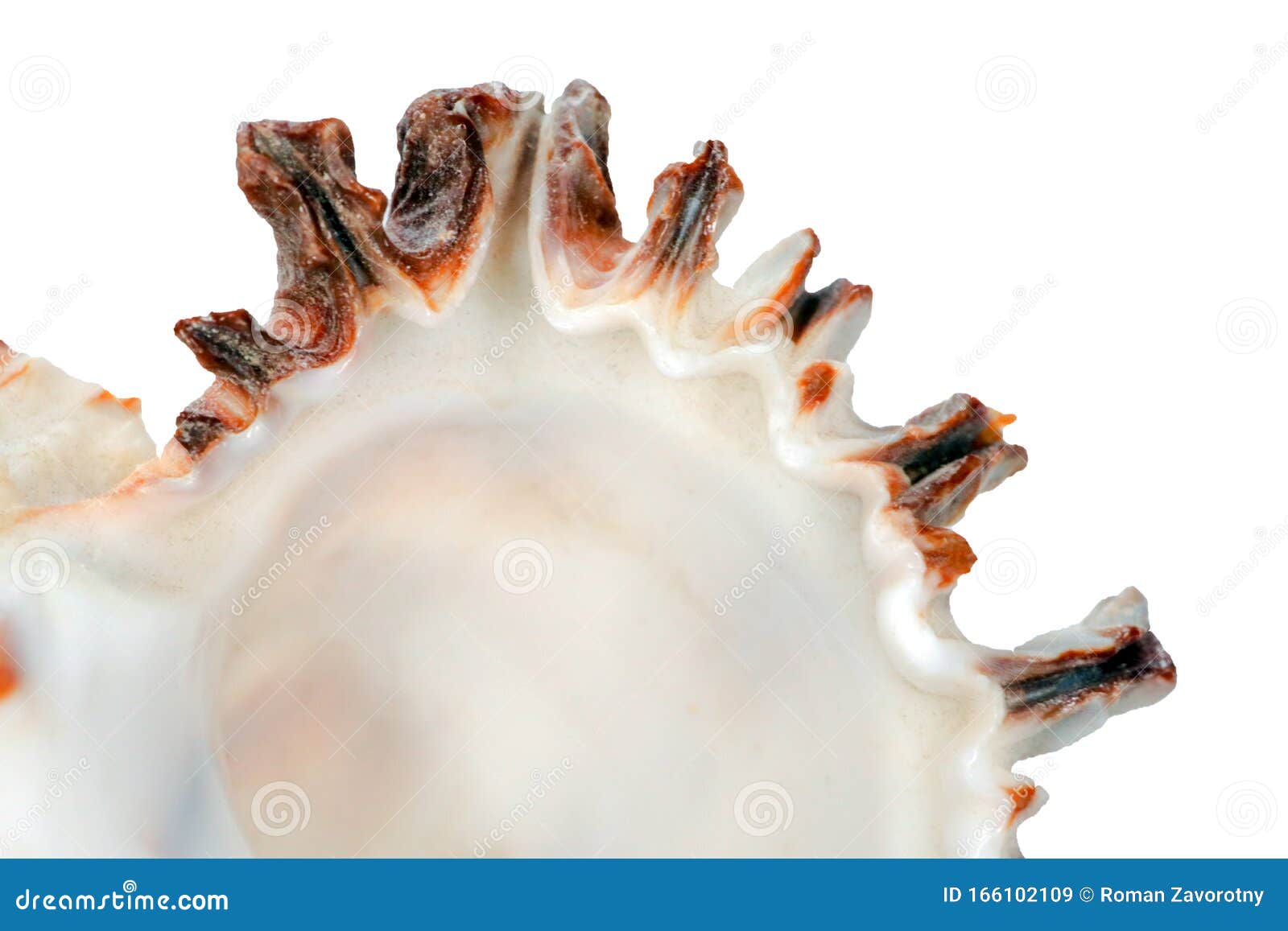 Murex Spiny Seashell Isolate Stock Image - Image of brown, beauty ...