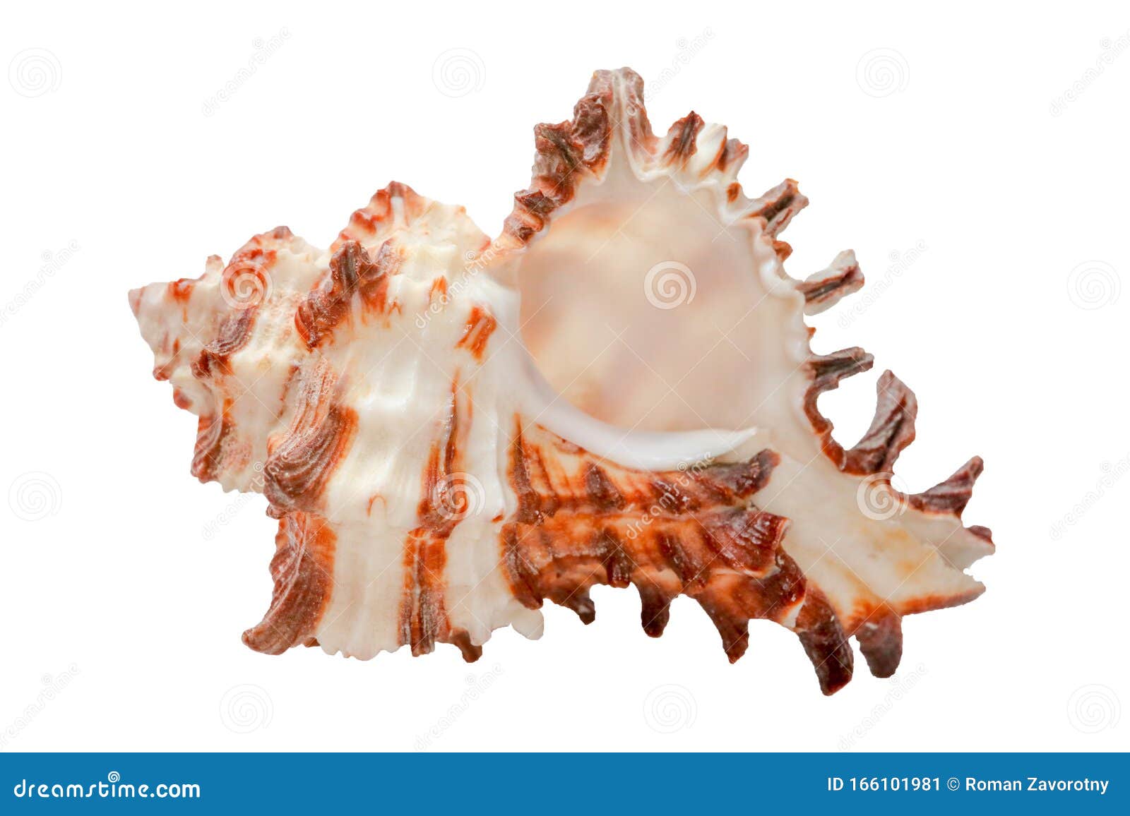 Murex Spiny Seashell Isolate Stock Image - Image of isolated, nature ...
