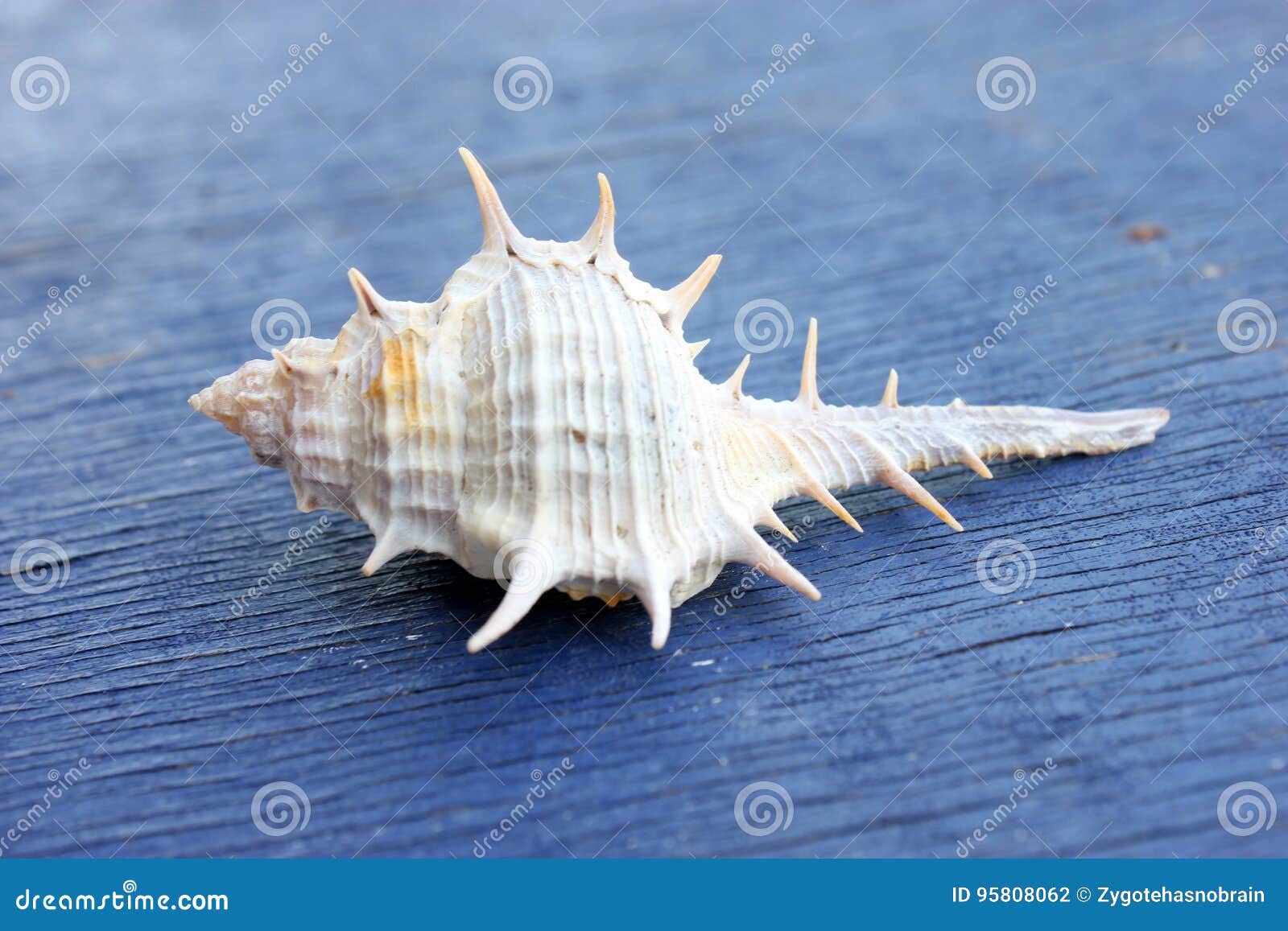 MUREX STOUT-SPINE & X28; Trapa& X29 Murex; Стоковое Фото - изображение ...