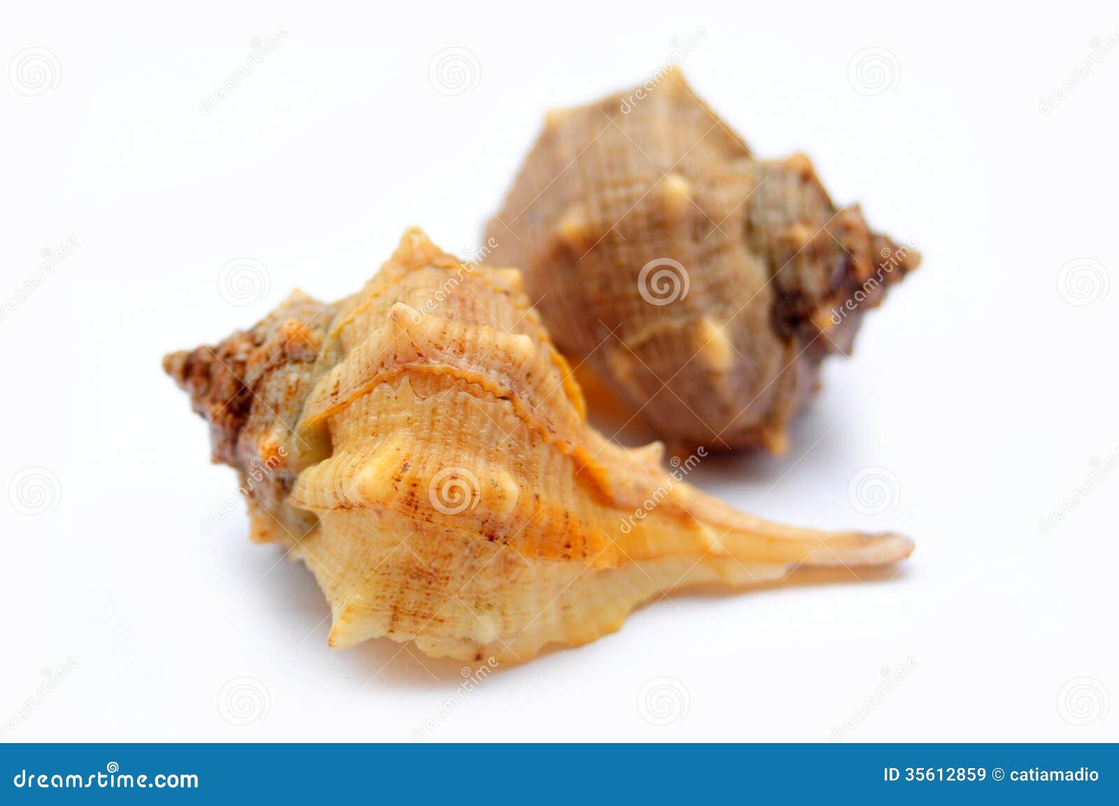Murex stock image. Image of shells, shellfish, brandaris - 35612859