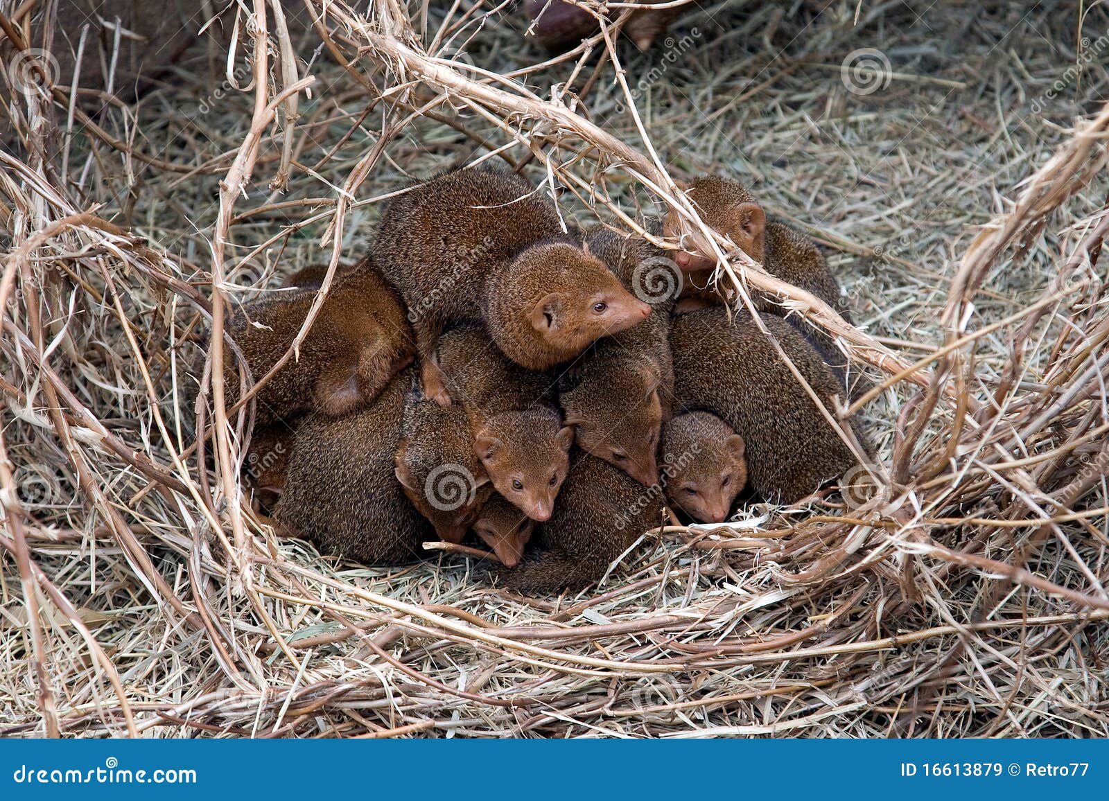 Murin image stock. Image du animal, méridional, rongeur - 16613879