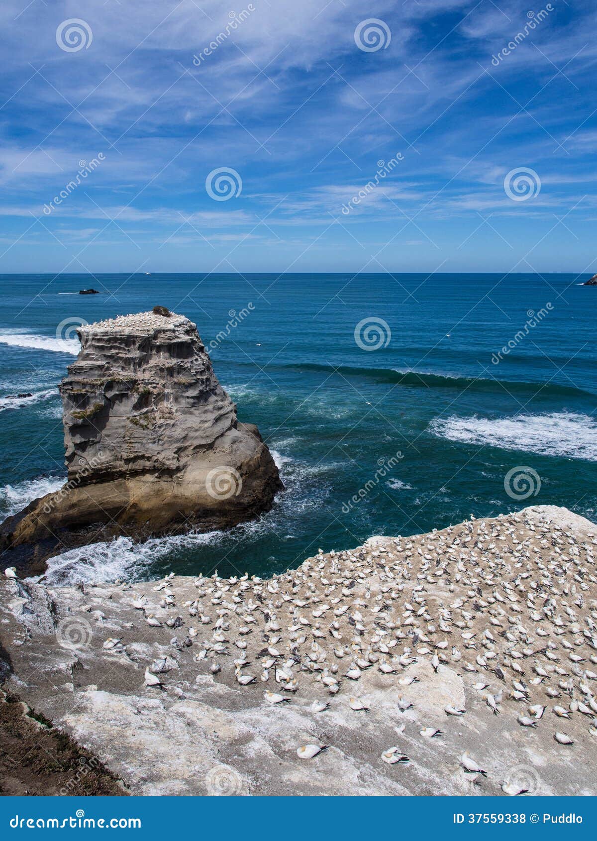 Gannet Colony @ Muriwai Beach, Auckland, New Zealand Stock Photo ...