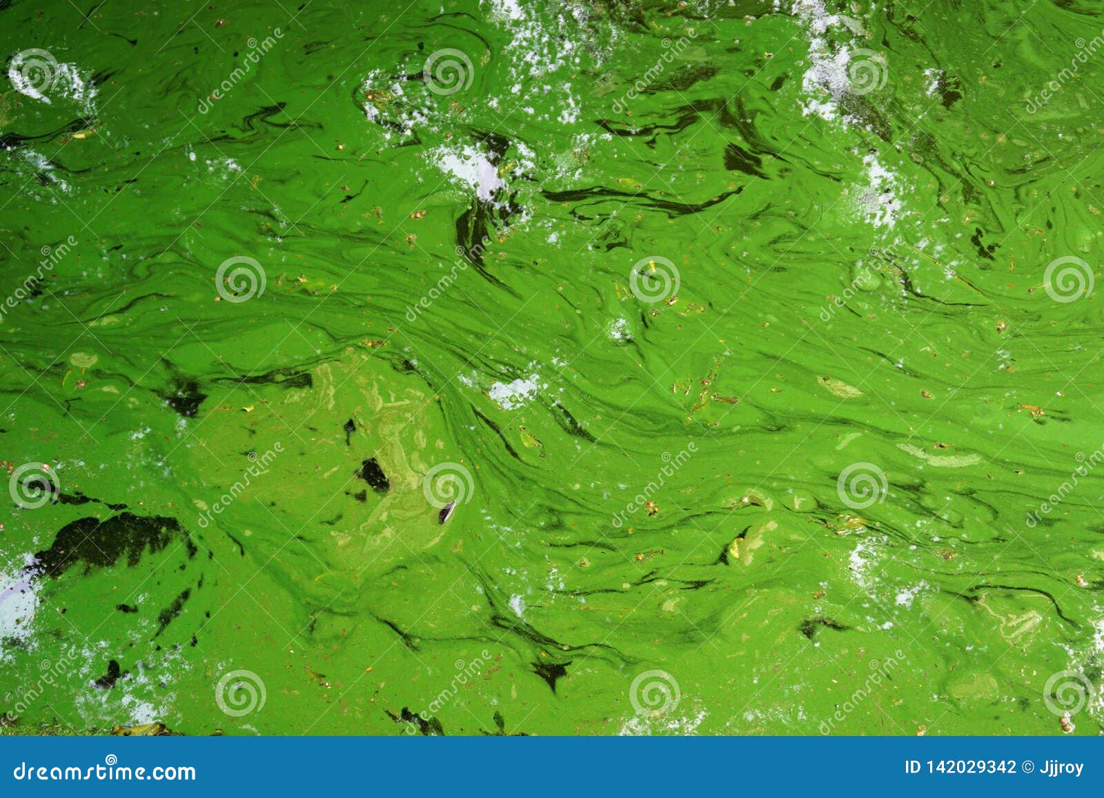 Murky Green Algae on Water Abstract Horizontal Background Texture Stock ...