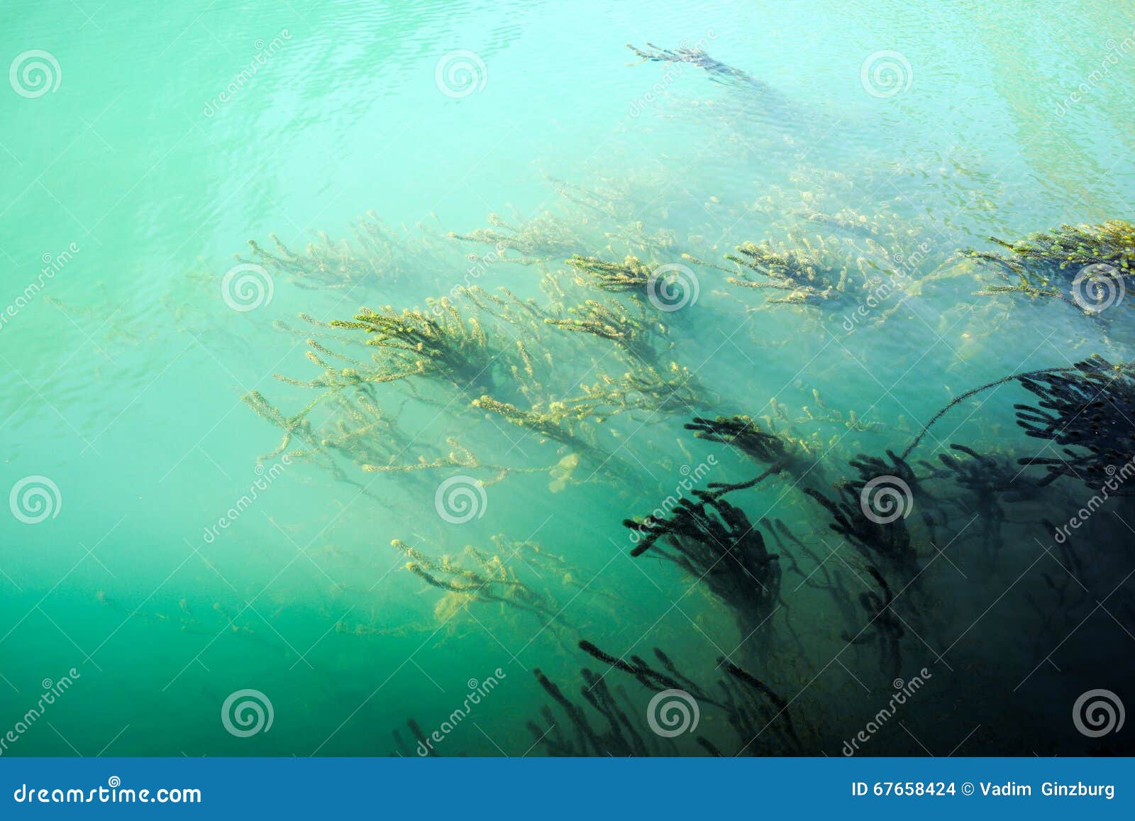 Murky Ocean Water and Sea Grass Stock Photo - Image of reef, underwater ...