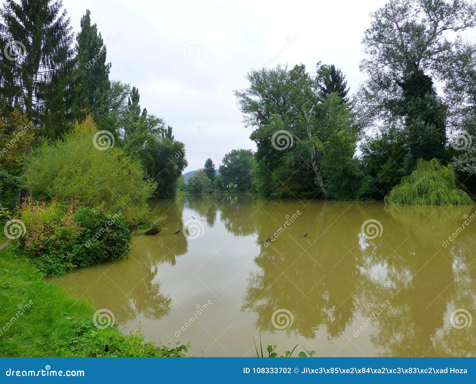 Murky River Surrounded by the Trees Stock Photo - Image of stream ...