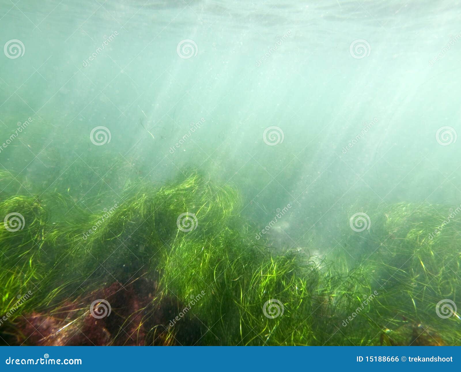 Murky Sea stock photo. Image of tropical, dive, murky - 15188666