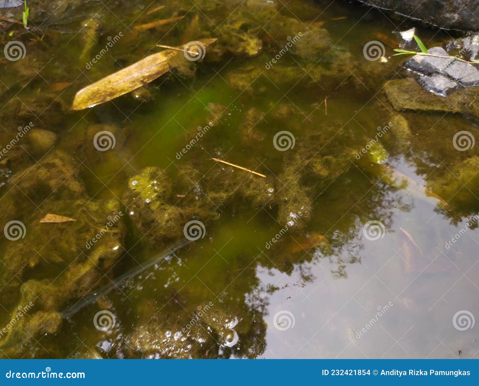 The Murky Water Caused by Green Algae Stock Photo - Image of caused ...