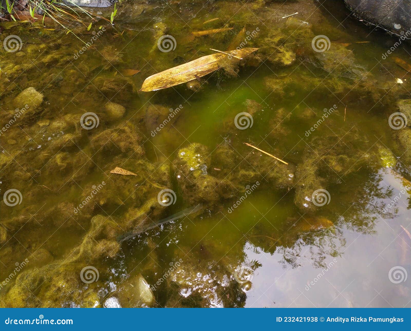 The Murky Water Caused by Green Algae Stock Photo - Image of animal ...