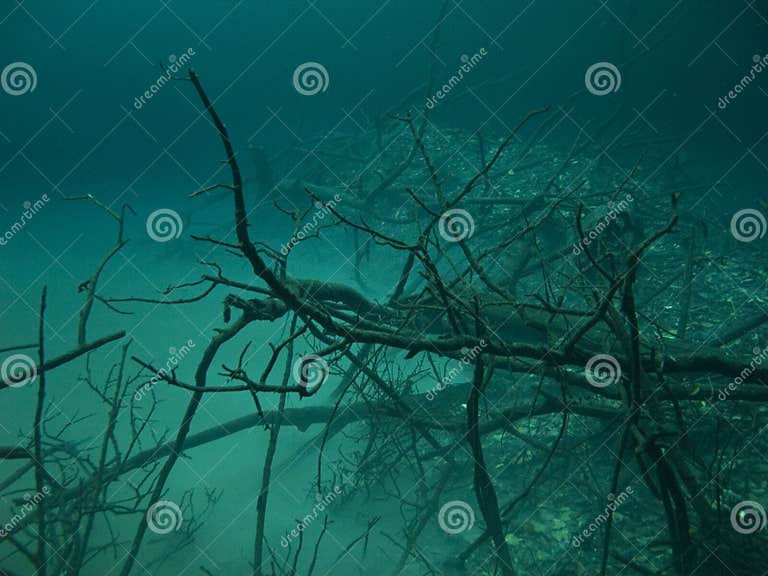 Murky Waters stock image. Image of scuba, yucatan, cavern - 5951145