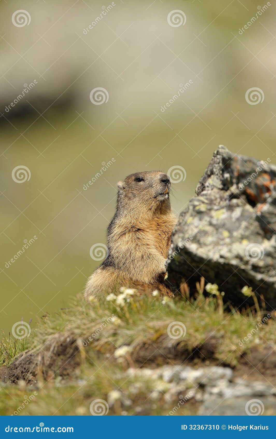Murmeldjur (Marmota) arkivfoto. Bild av däggdjur, murmeldjur - 32367310