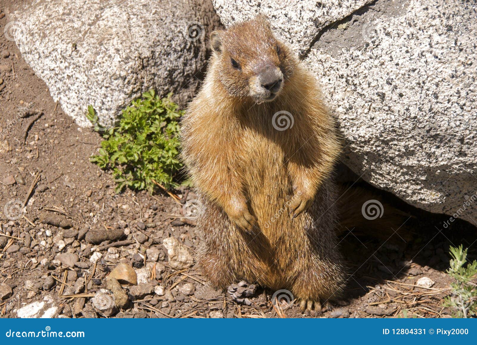 Murmeltier, Yosemite stockbild. Bild von pelz, frech - 12804331