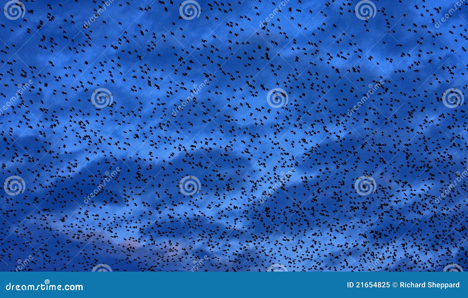 Murmuration stock image. Image of flock, murmeration - 21654825