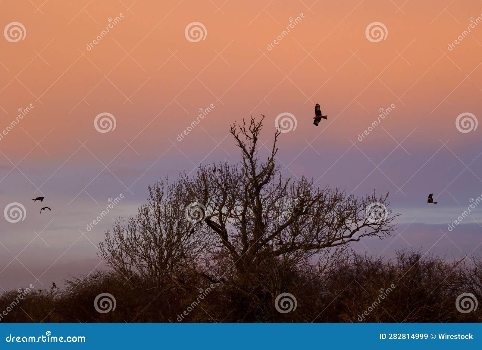 Murmuration of Birds Soaring Above the Trees at Nightfall Stock Image ...