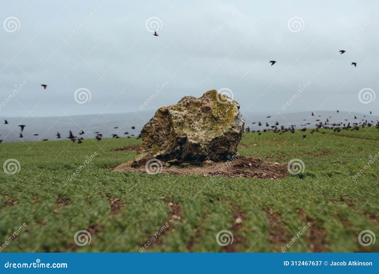 Murmuration Flying Low Behind Boulder in Field Stock Image - Image of ...