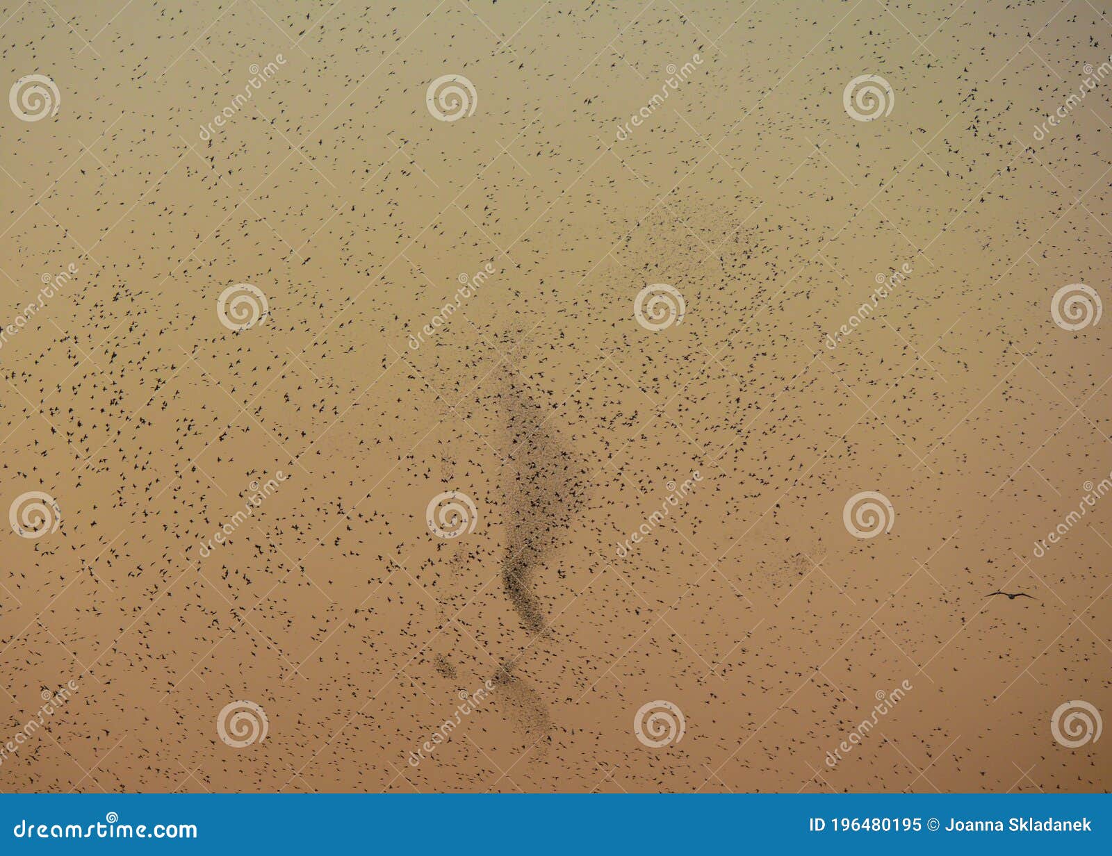 Thousands of Birds Fly in the Sky. Stock Image - Image of murmuration ...