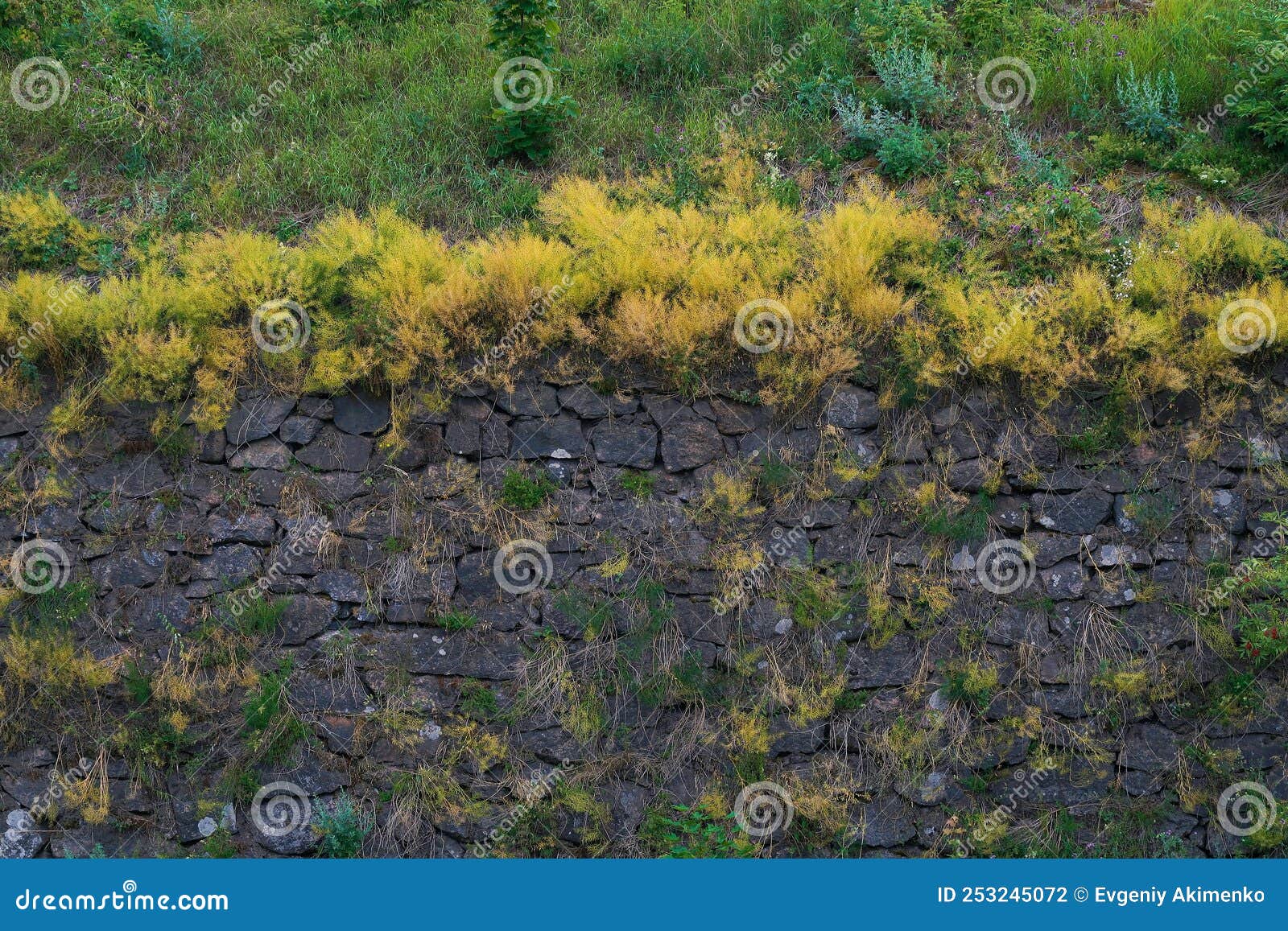 Muro De Una Fortaleza Medieval Foto de archivo - Imagen de yermo, flor ...