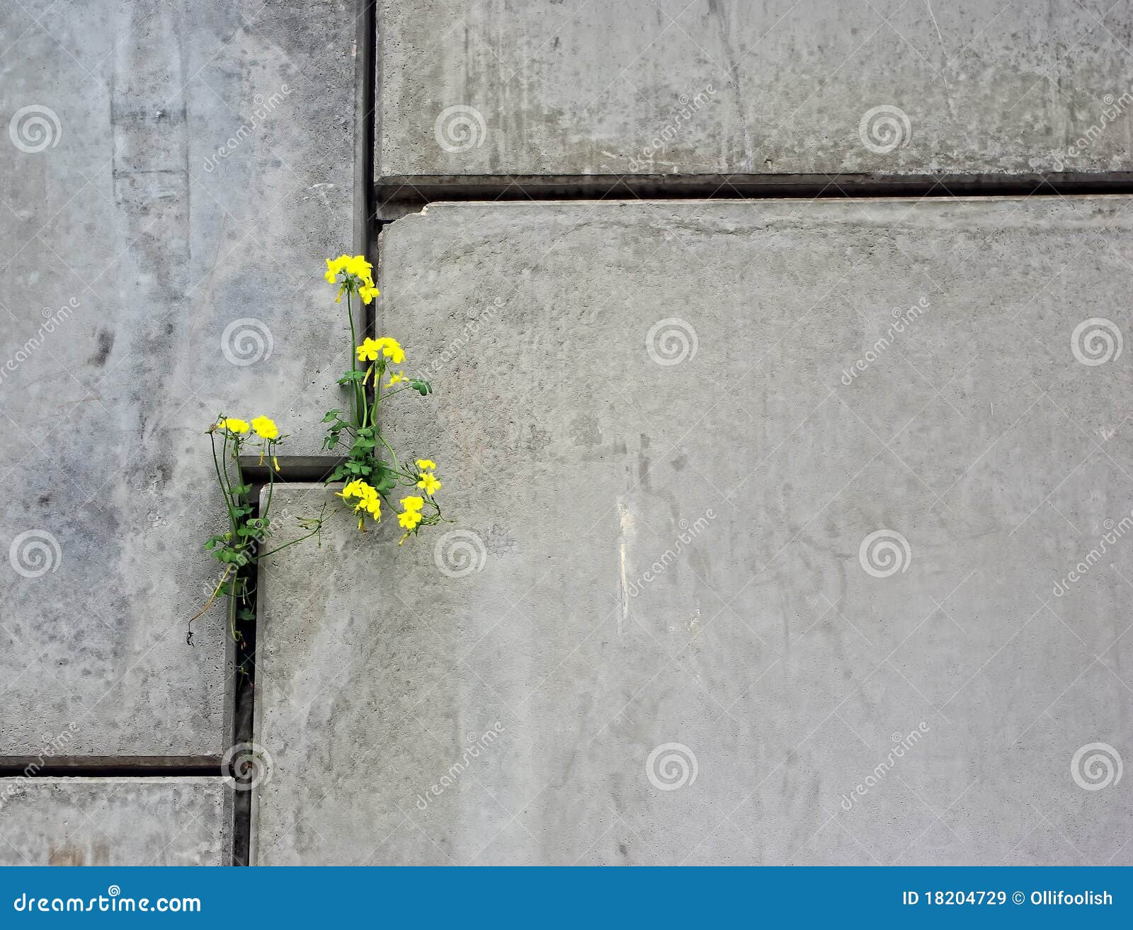 Muro Di Cemento Con Il Fiore Immagine Stock - Immagine di flora, pietre ...