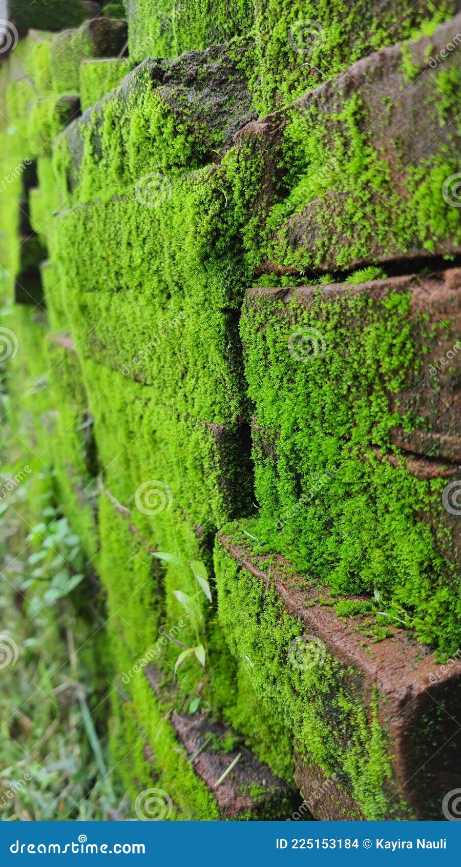 Muros De Musgo Textura Diurna. Foto de Stock - Imagem de arbusto ...