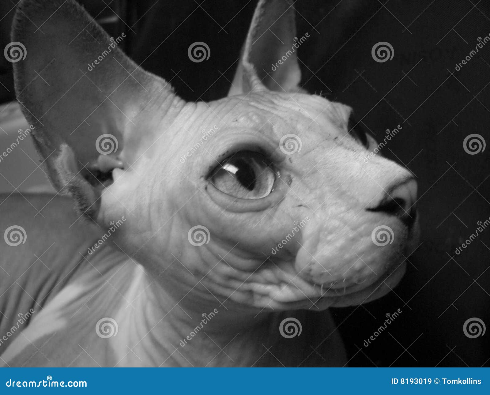 Murr stock image. Image of predators, beautiful, cats - 8193019