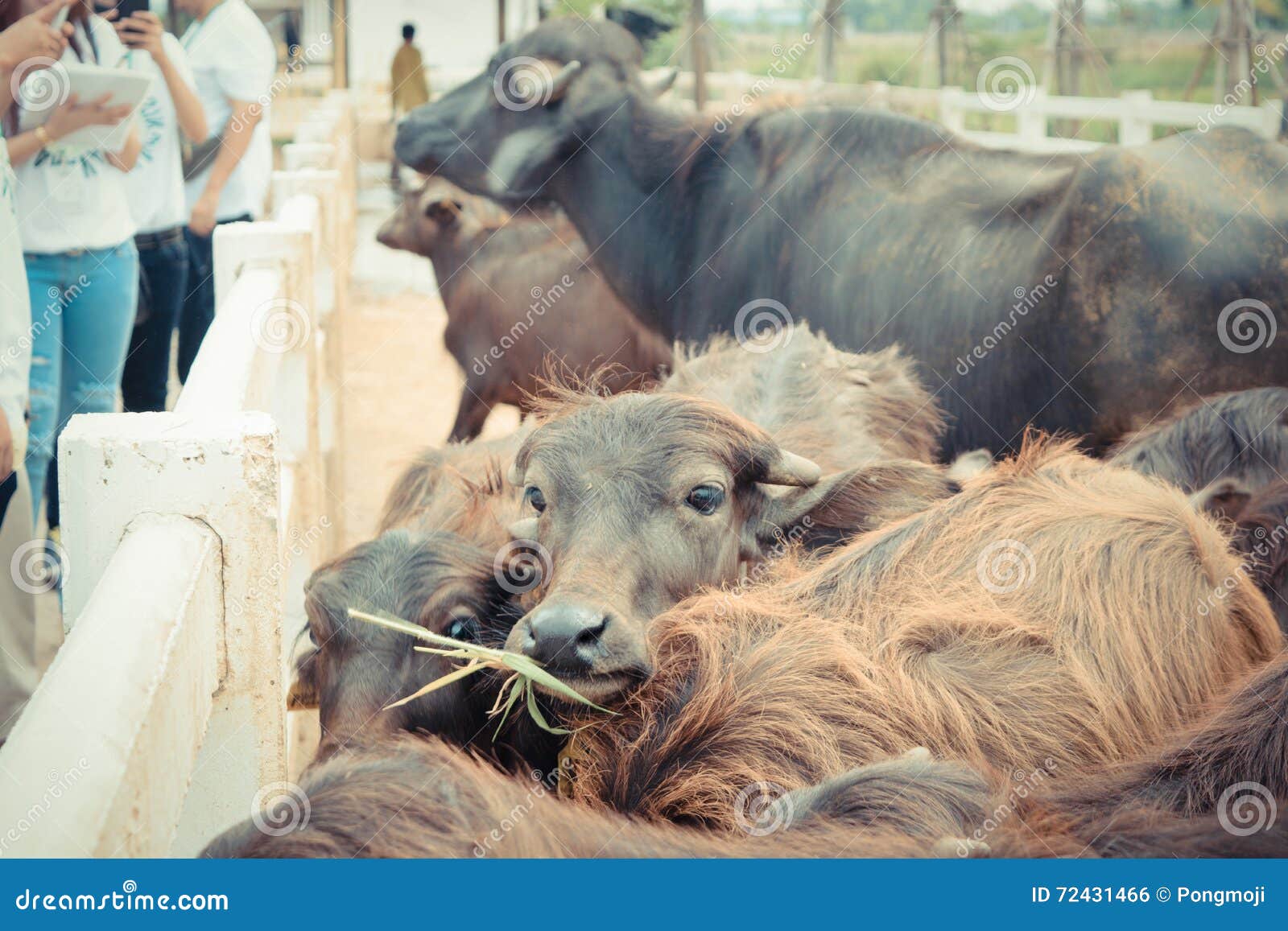Murrah buffalo stock photo. Image of asia, baby, bottle - 72431466