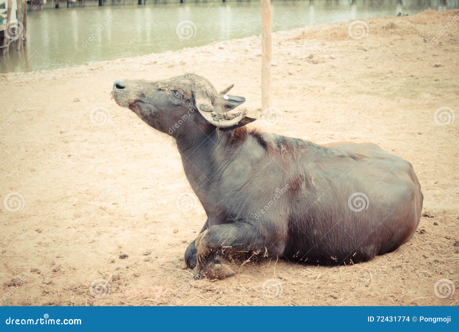 Murrah buffalo stock photo. Image of black, asia, grass - 72431774