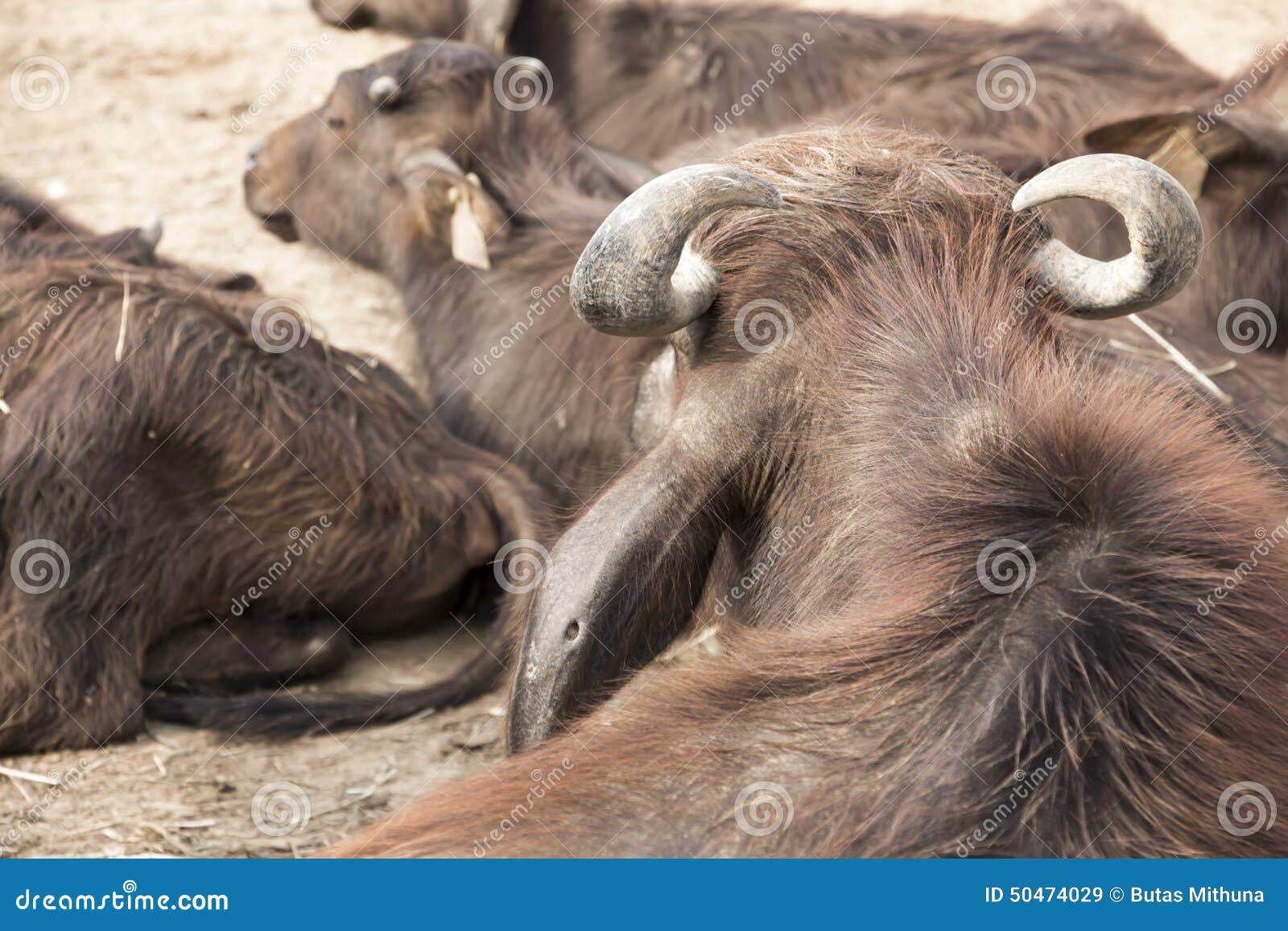 Murrah Buffalo Folk Stock Photos - Free & Royalty-Free Stock Photos ...