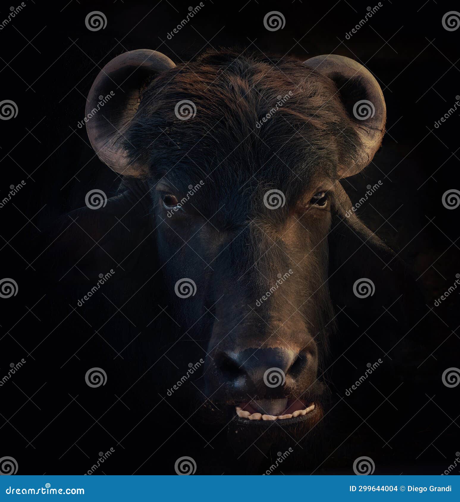 Indian Murrah Buffalo Breed Grazing In The Buffer Zone Inside The Jim ...