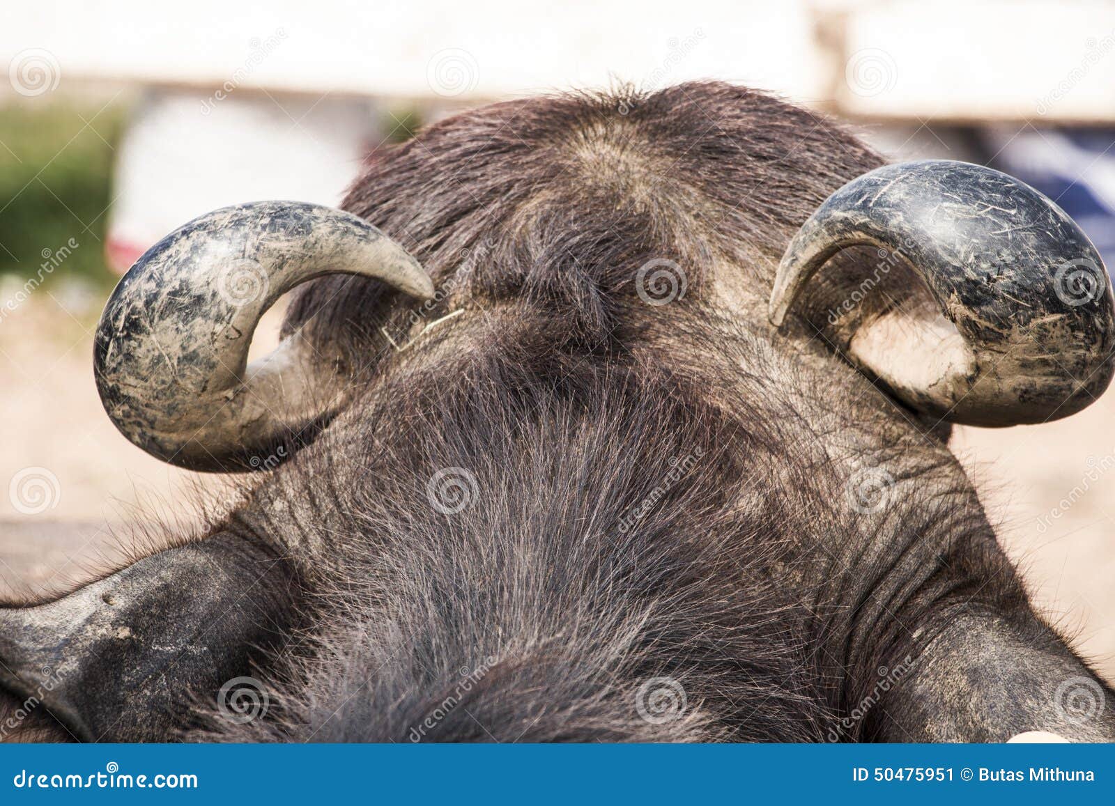 Murrah buffalo horn stock image. Image of murrah, back - 50475951