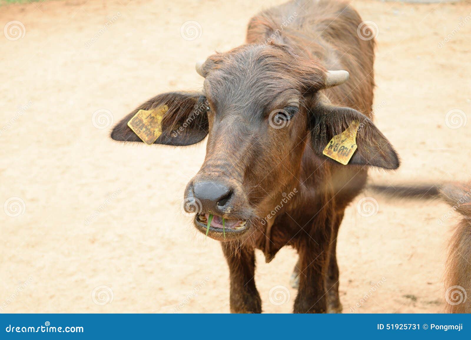 Murrah buffalo stock image. Image of baby, life, cape - 51925731